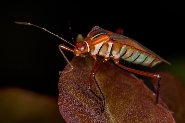 7 Deadliest Pest Species - Threat to Your Home in Australia - All Pest ...