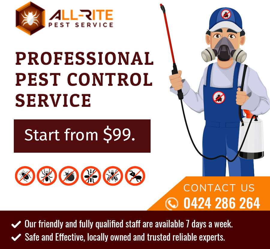 Pre Purchase Building And Pest Inspection Newcastle, NSW